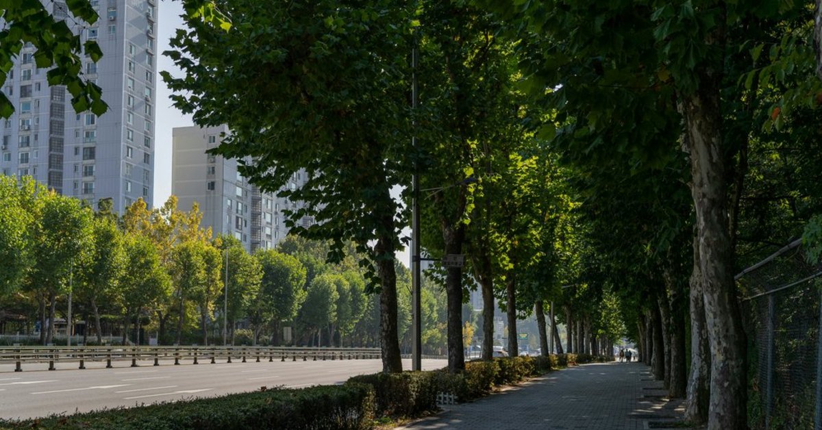 Citizen Scientists wanted: Measuring trees and contributing to climate ...